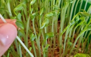 芽苗菜利润有多大_芽苗菜种植成本与收益