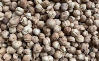 豆蔻图片大全_豆蔻长什么样