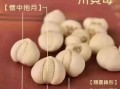 浙贝母和川贝母的区别_哪个止咳更好