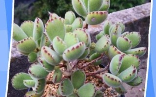 熊掌怎么去毛干净_熊掌去毛最简单的方法