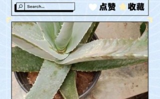 新鲜芦荟擦脸能祛斑吗_芦荟祛斑效果怎么样