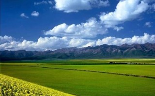 门源油菜花什么时候开_门源油菜花最佳观赏地点