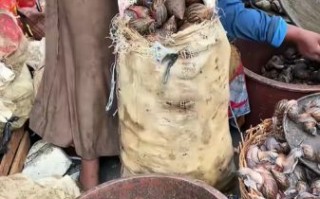 非洲大蜗牛怎么做好吃_非洲大蜗牛做法大全