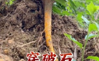 九层皮树根的功效与作用_九层皮树根怎么使用