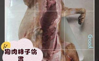 狗肉不能和什么一起吃_狗肉相克食物有哪些