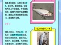 鳙鱼和鲢鱼食性区别_哪个更爱吃浮游动物