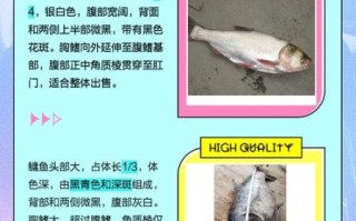 鳙鱼和鲢鱼食性区别_哪个更爱吃浮游动物