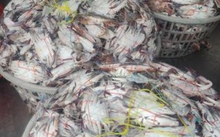 活的梭子蟹怎么保存_梭子蟹能活多久