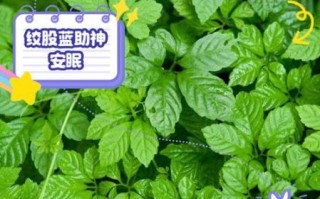 绞股蓝泡水喝的功效与作用_长期喝有副作用吗