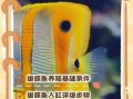 蝴蝶鱼怎么养_蝴蝶鱼能和什么鱼混养