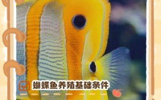 蝴蝶鱼怎么养_蝴蝶鱼能和什么鱼混养