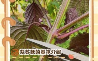 紫苏梗的功效与作用_紫苏梗的禁忌有哪些
