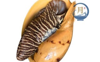 黄螺多少钱一斤_黄螺价格行情