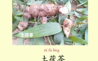 土茯苓的功效与副作用_土茯苓可以长期吃吗
