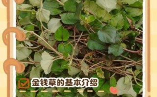 金钱草图片与鉴别_真假金钱草怎么区分