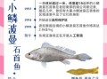 黄唇鱼鳔多少钱一斤_黄唇鱼鳔有什么功效
