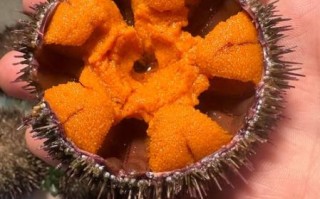 海胆的营养价值_海胆的功效与作用有哪些 海胆的营养价值_海胆的功效与作用有哪些