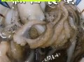 新鲜八爪鱼怎么做好吃_八爪鱼焯水几分钟才嫩
