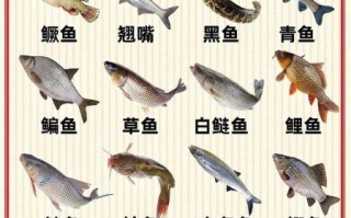 鱼的种类有哪些图片_如何快速识别常见淡水鱼