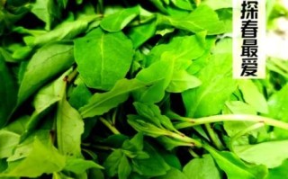 枸杞芽菜怎么做好吃_枸杞芽菜的做法大全