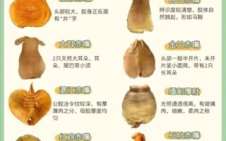 鱼胶的功效与作用_鱼胶怎么吃效果最好