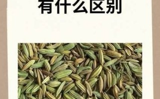 茴香菜和小茴香是一种东西吗_茴香菜和小茴香的区别