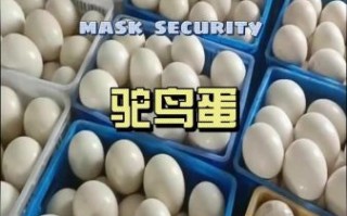 鸵鸟蛋多少钱一个_鸵鸟蛋价格为什么差别大
