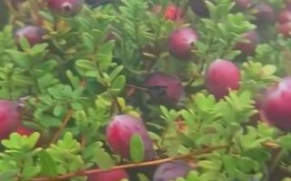 吃了蔓越莓后感觉下面水多了_蔓越莓会促进分泌物吗