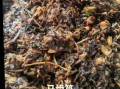 马齿菜包子馅怎么做_马齿菜包子馅做法窍门