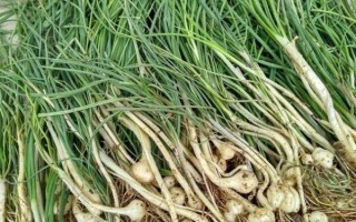 大蒜论坛网靠谱吗_如何注册大蒜论坛网