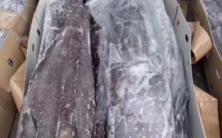 犬牙鱼和银鳕鱼的区别_哪个更适合宝宝吃