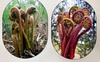 山野菜有哪些品种_如何识别可食用山野菜