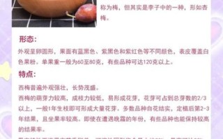 吃西梅的好处与坏处_西梅吃多了会怎样
