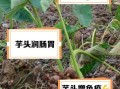 野芋头能治什么病_野芋头外敷的正确方法