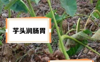 野芋头能治什么病_野芋头外敷的正确方法