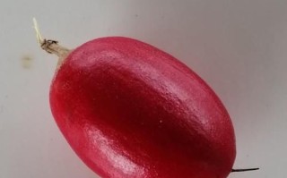 神秘果价格多少钱一斤_神秘果为什么这么贵