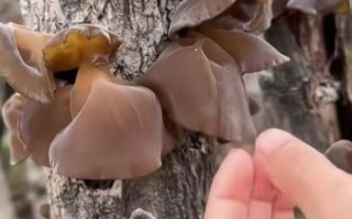 哪些野生木耳有毒_怎么分辨毒木耳