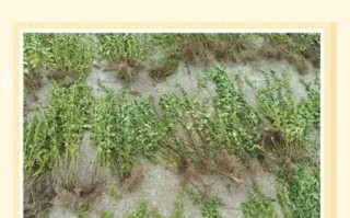 披萨草放和不放的区别_披萨草要不要放