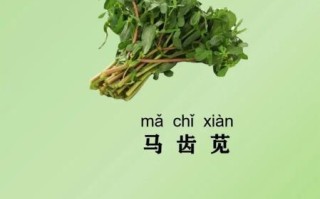 马齿苋图片功效与作用_马齿苋怎么吃最养生