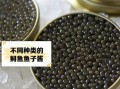 鲟鱼鱼子酱怎么吃_鲟鱼鱼子酱的正确吃法
