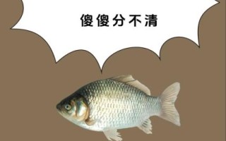 鲫鱼和鲤鱼的区别图片_如何一眼分辨