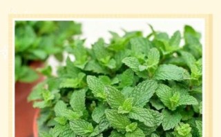 薄荷怎么养才能爆盆_薄荷爆盆技巧
