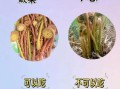 农村野菜有哪些_农村野菜怎么辨认