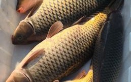 鲤鱼多少钱一斤_鲤鱼价格行情