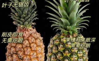 菠萝为什么叫凤梨_凤梨和菠萝的区别