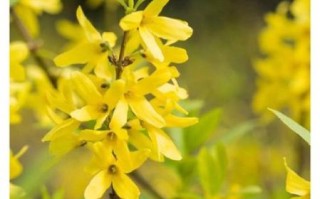 连翘图片怎么拍_连翘花高清图下载