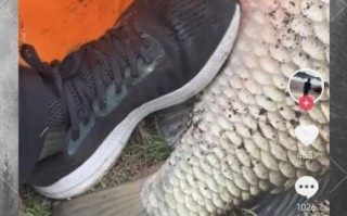 鲫鱼最大能长多少斤_野生鲫鱼能长多大