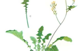 正宗蒲公英图片长什么样_如何辨别真假蒲公英