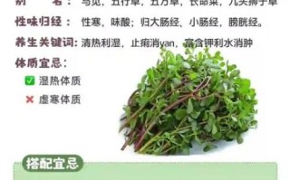 马齿苋的功效与作用禁忌_马齿苋怎么吃最好