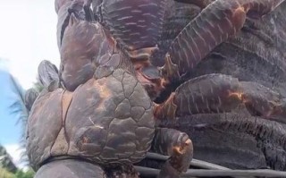 椰子蟹能不能吃_椰子蟹多少钱一斤